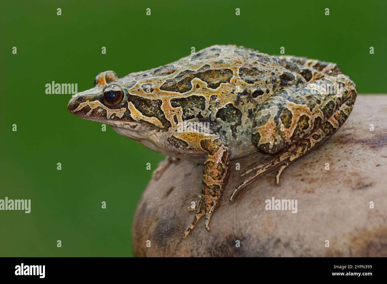 Discoglossus galganoi hi-res stock photography and images - Alamy