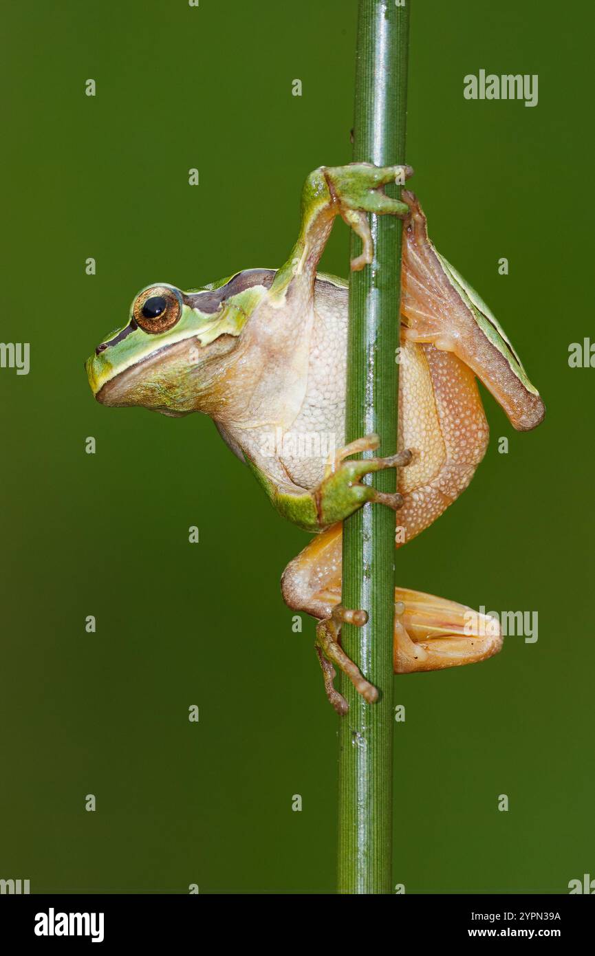 European tree frog (Hyla arborea), also known as tree frog. Can be seen ...