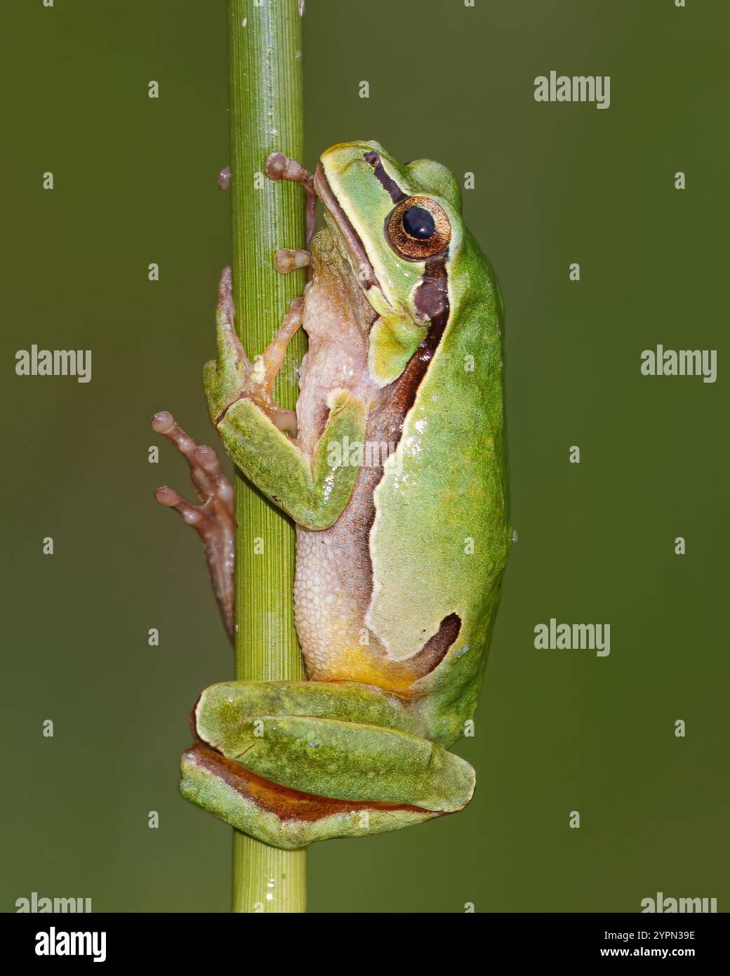 European tree frog (Hyla arborea), also known as tree frog. Can be seen ...