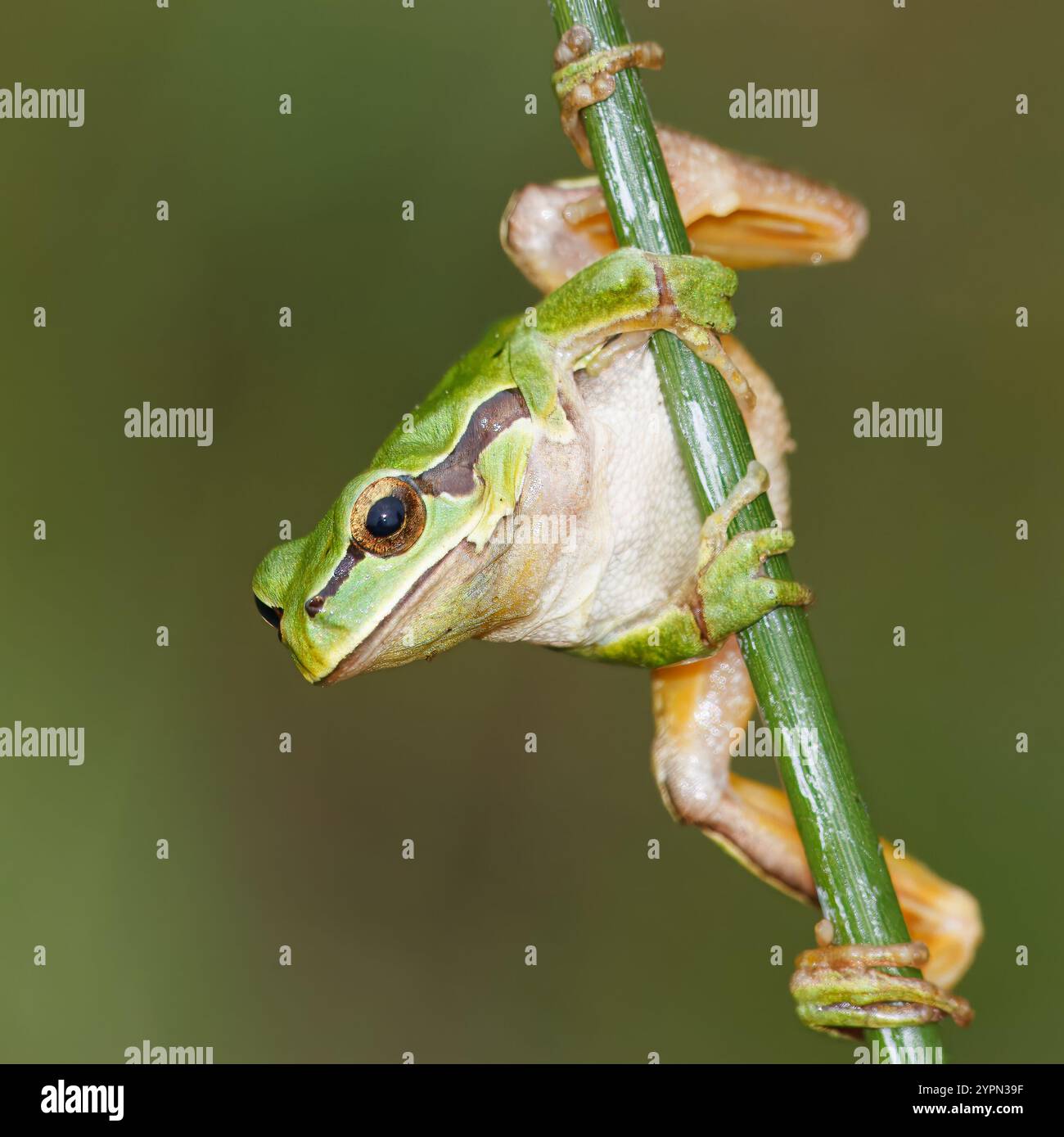 European tree frog (Hyla arborea), also known as tree frog. Can be seen ...