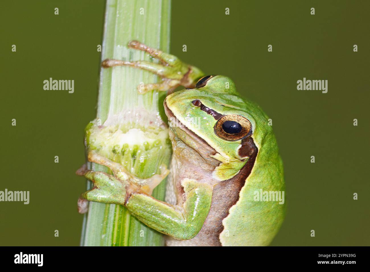 European tree frog (Hyla arborea), also known as tree frog. Can be seen ...