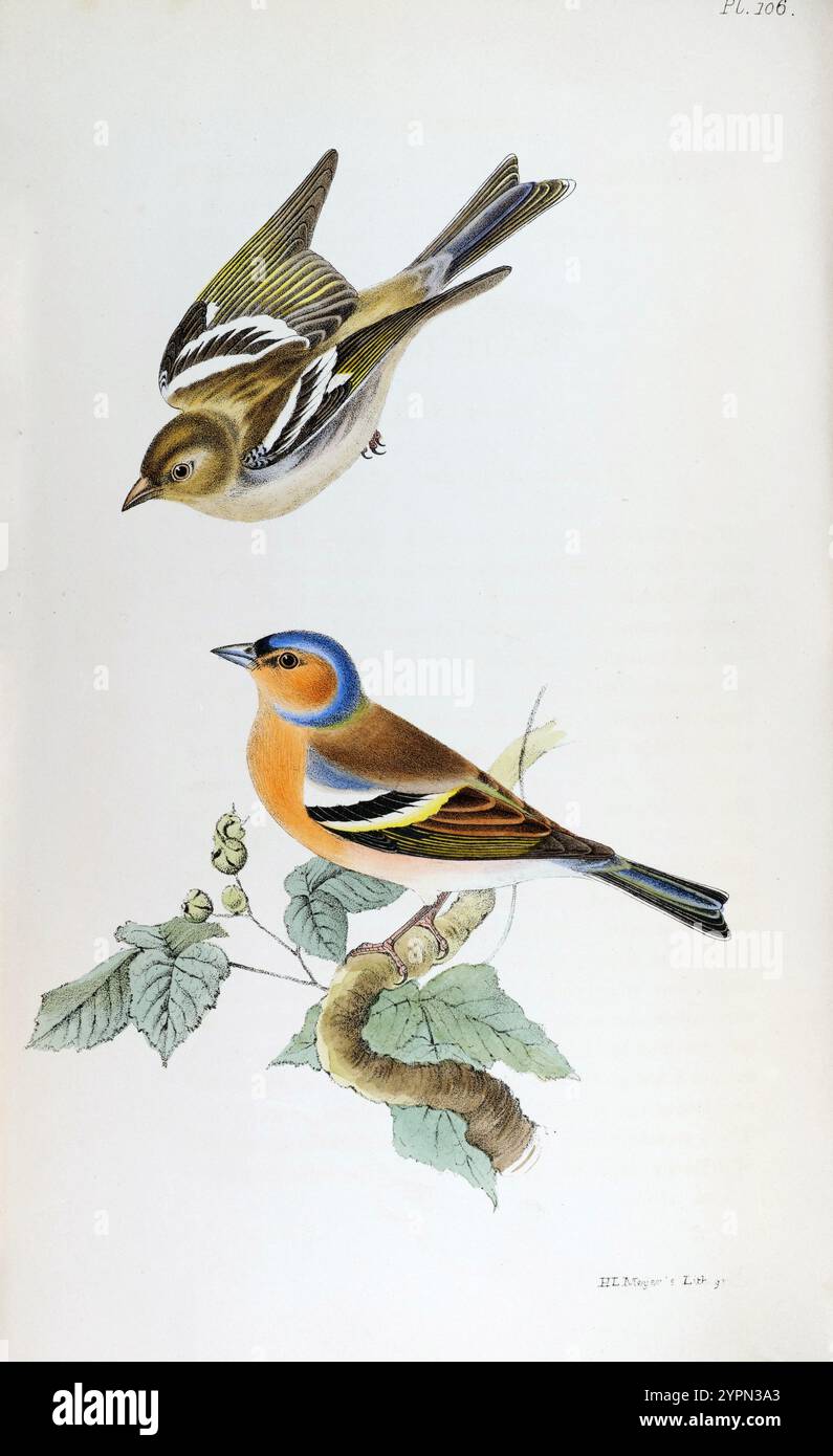 Chaffinch. Plate 106. British Birds. Henry Leonard Meyer. Vol 3. 1846 ...
