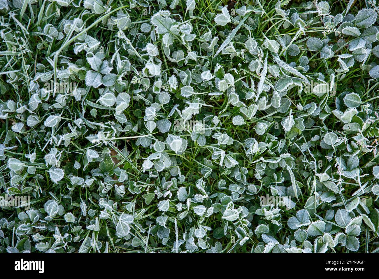 Frosted Clover and Grass Blades in Winter's Embrace Stock Photo - Alamy
