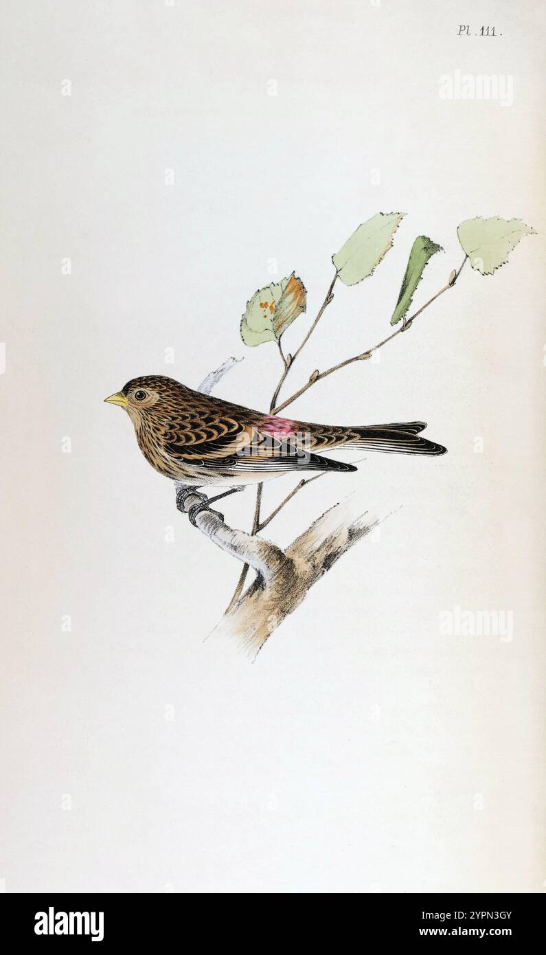 Plate . British Birds. Henry Leonard Meyer. Vol 3. 1846 Stock Photo - Alamy
