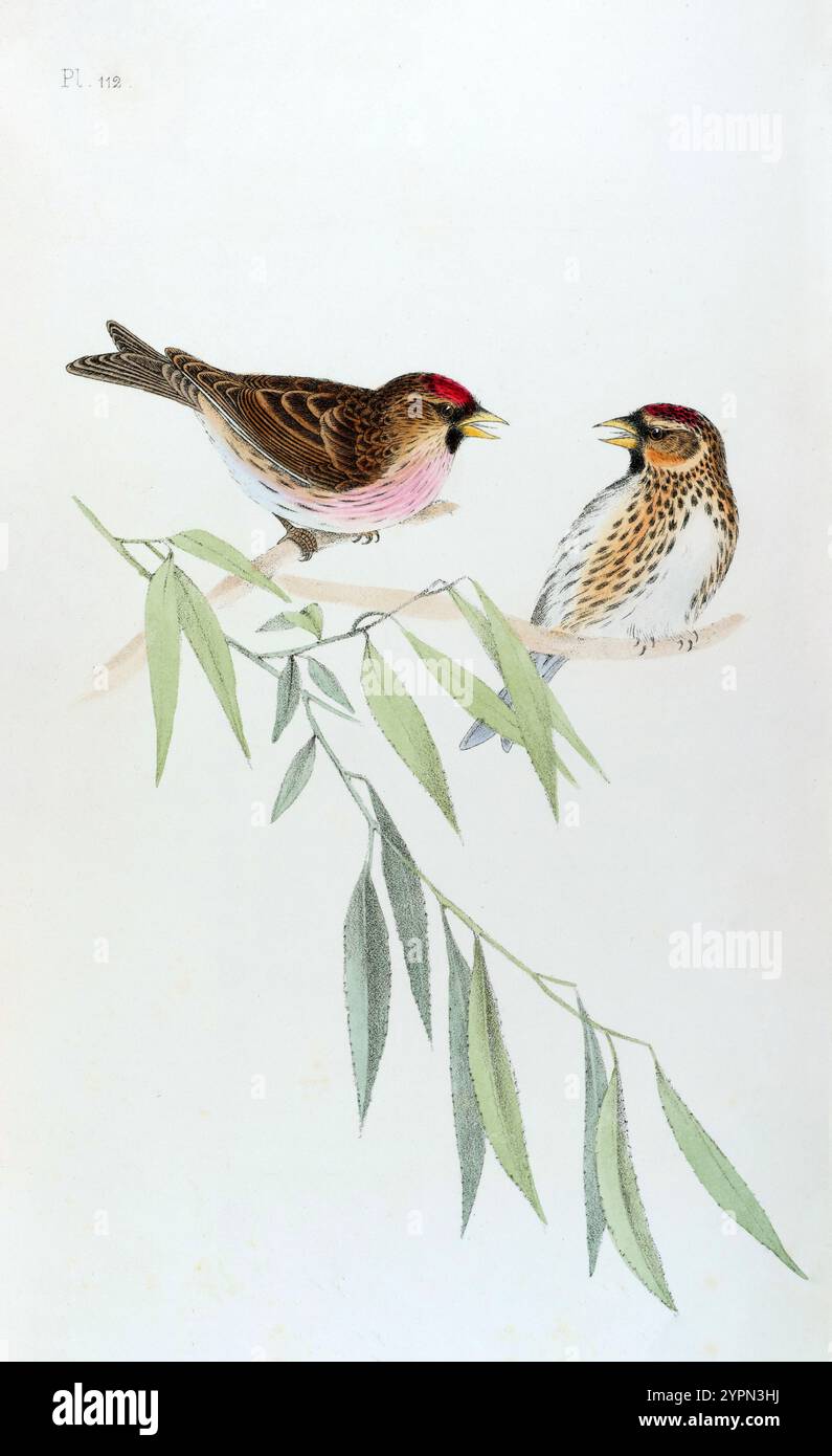 Plate . British Birds. Henry Leonard Meyer. Vol 3. 1846 Stock Photo - Alamy