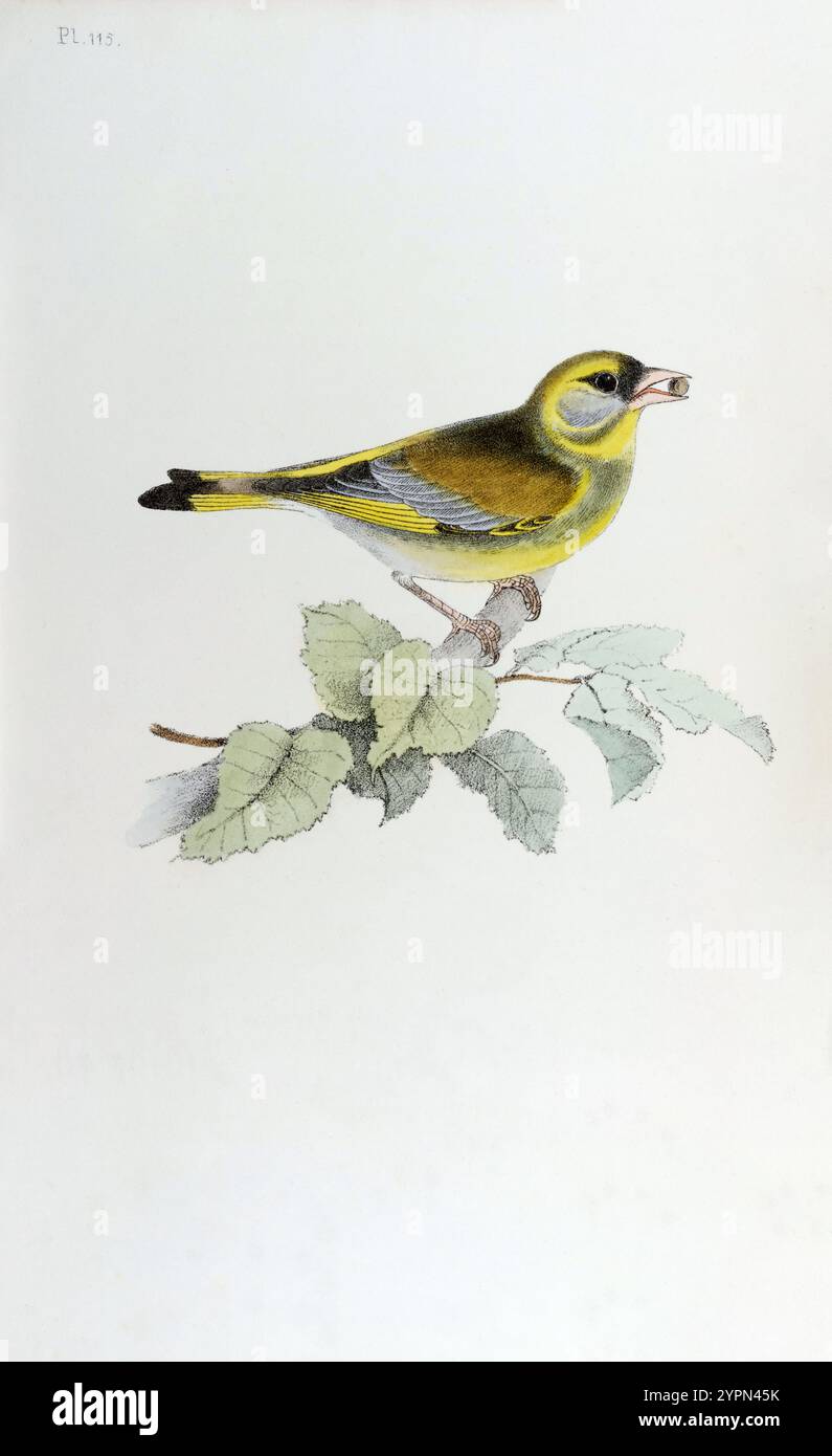 Greenfinch. Plate 115. British Birds. Henry Leonard Meyer. Vol 3. 1846 ...