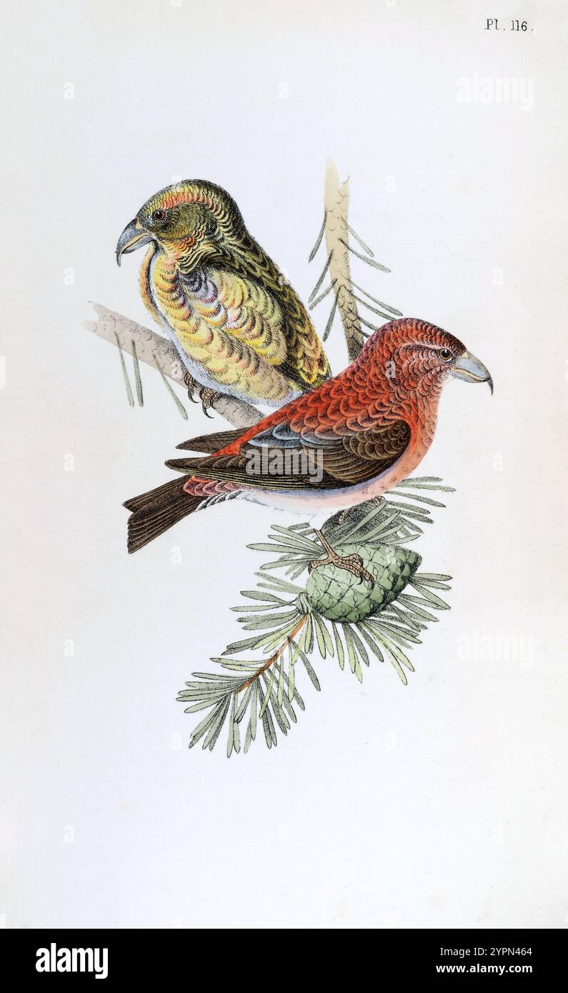 Crossbill. Plate 116. British Birds. Henry Leonard Meyer. Vol 3. 1846 ...