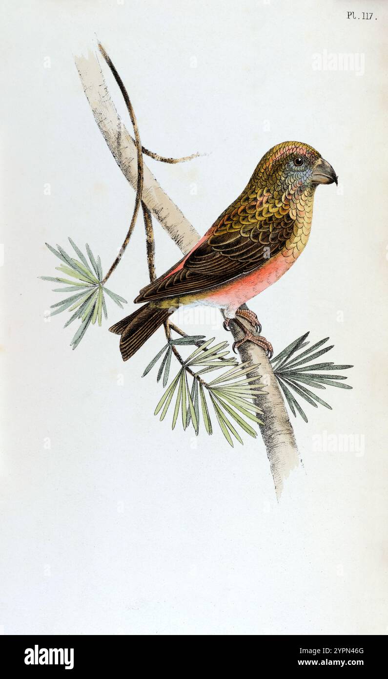 Parrot Crossbill. Plate 117. British Birds. Henry Leonard Meyer. Vol 3 ...