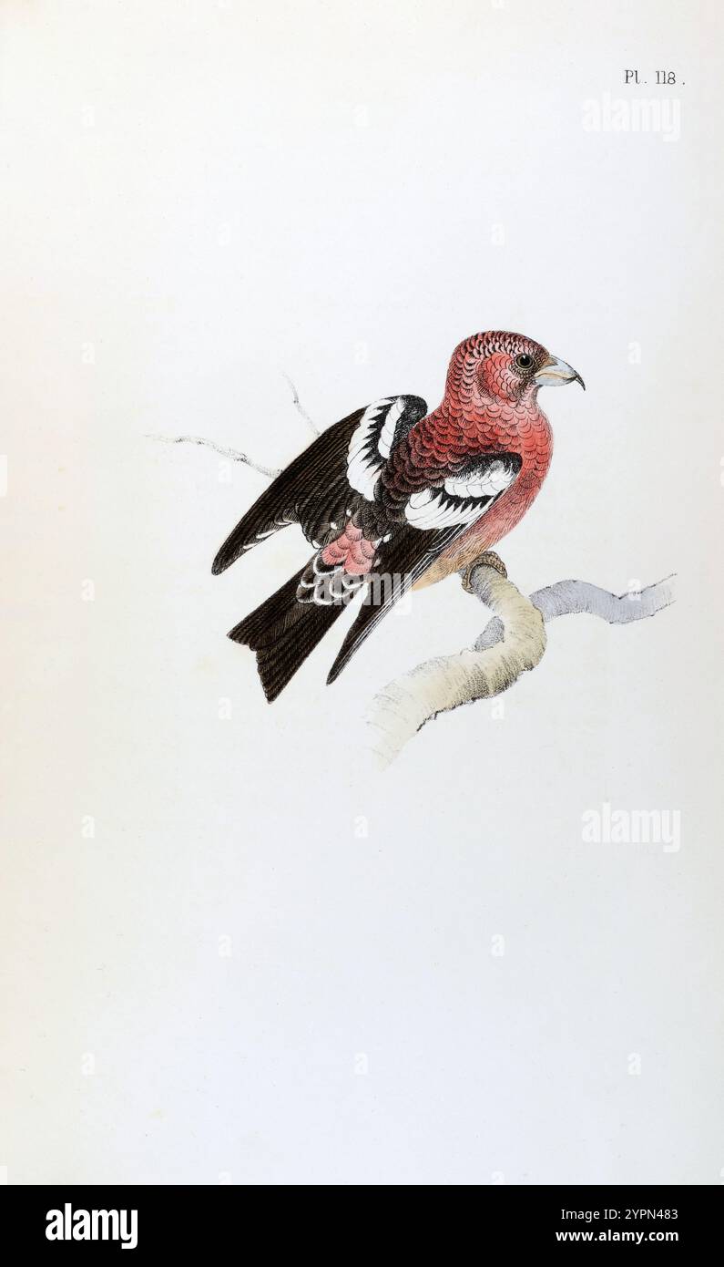 Plate . British Birds. Henry Leonard Meyer. Vol 3. 1846 Stock Photo - Alamy