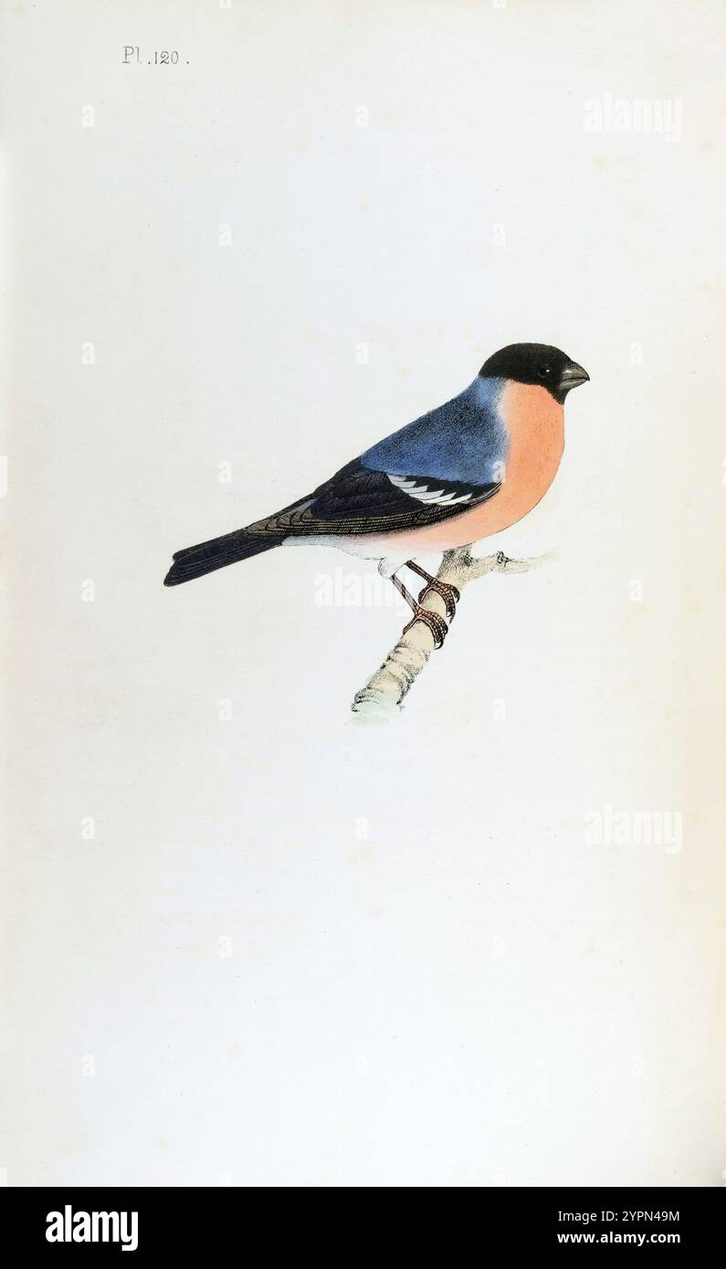 Plate . British Birds. Henry Leonard Meyer. Vol 3. 1846 Stock Photo - Alamy