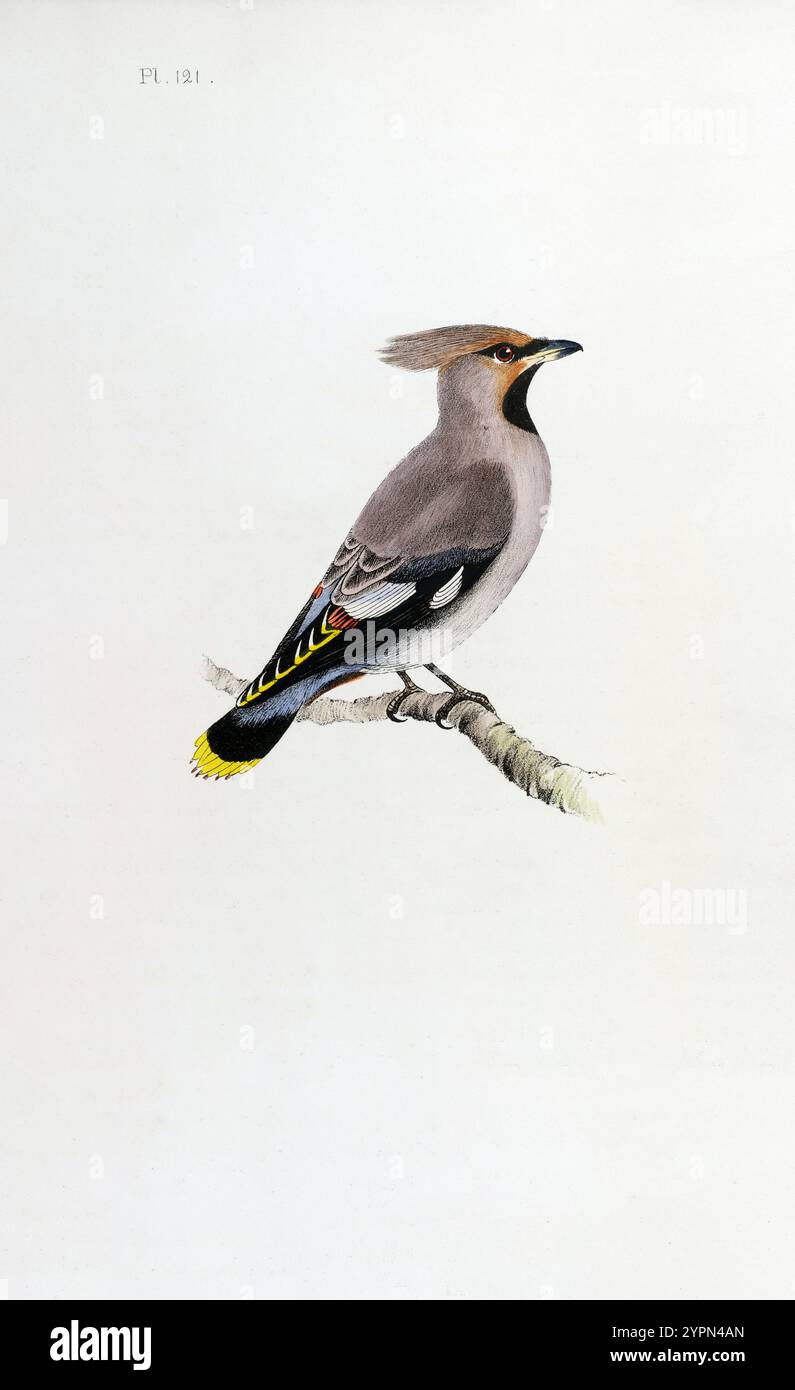Plate . British Birds. Henry Leonard Meyer. Vol 3. 1846 Stock Photo - Alamy