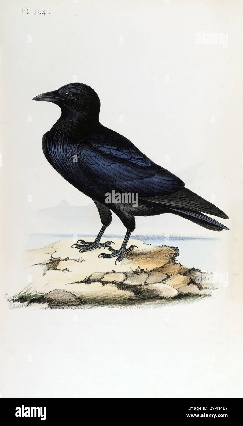 Raven. Plate 124. British Birds. Henry Leonard Meyer. Vol 3. 1846 Stock ...