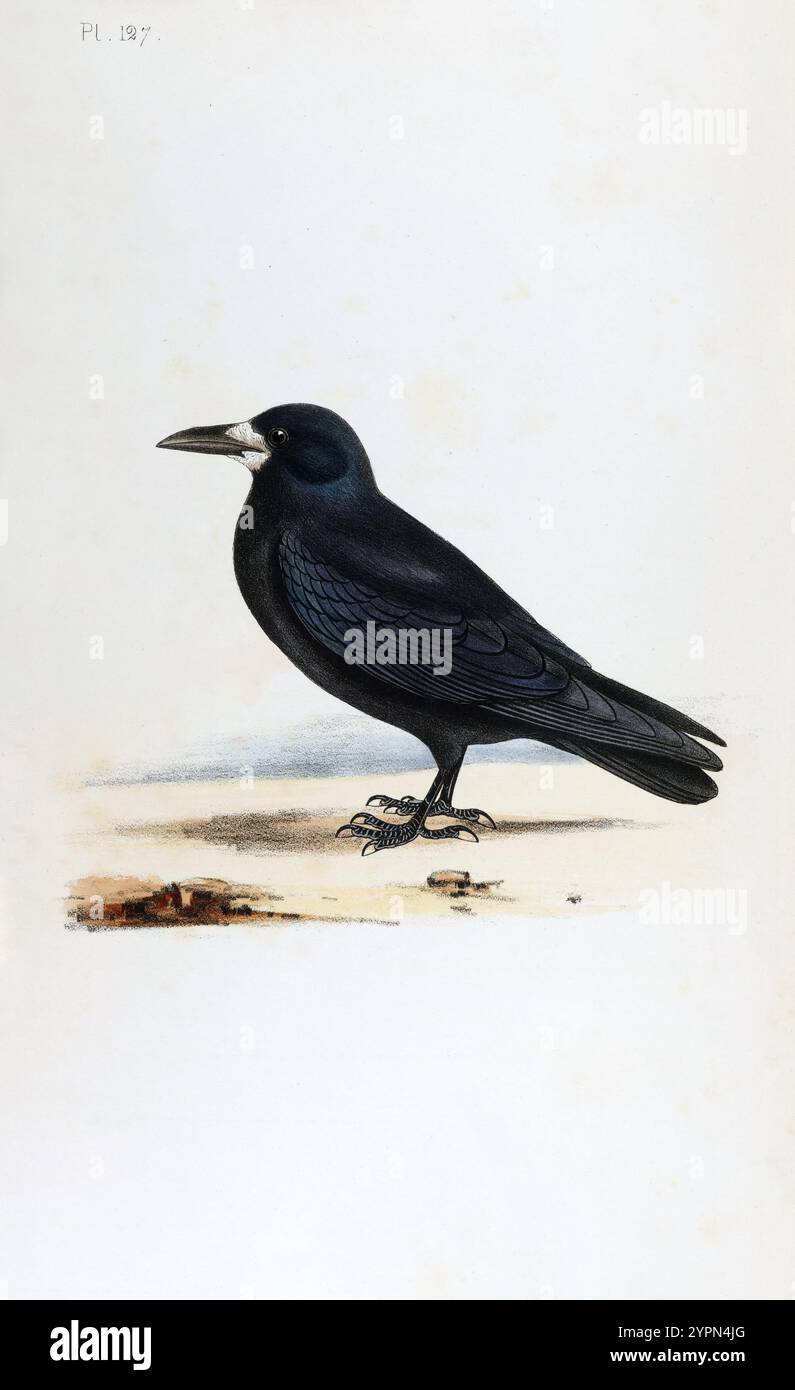 Plate . British Birds. Henry Leonard Meyer. Vol 3. 1846 Stock Photo - Alamy