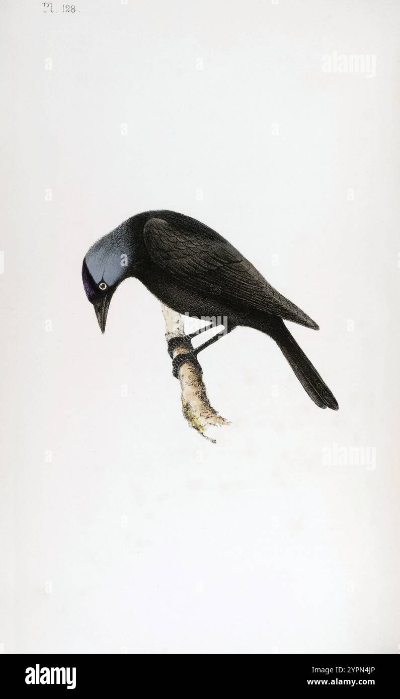 Jackdaw. Plate 128. British Birds. Henry Leonard Meyer. Vol 3. 1846 ...