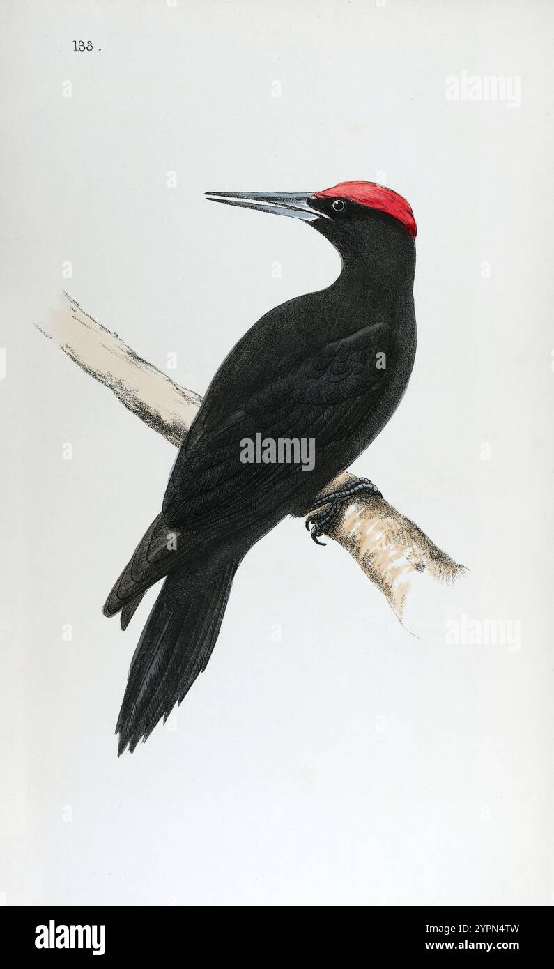 Plate . British Birds. Henry Leonard Meyer. Vol 3. 1846 Stock Photo - Alamy