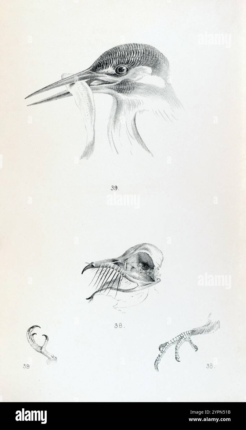 Line drawing - Kingfisher. British Birds. Henry Leonard Meyer. Vol 3 ...