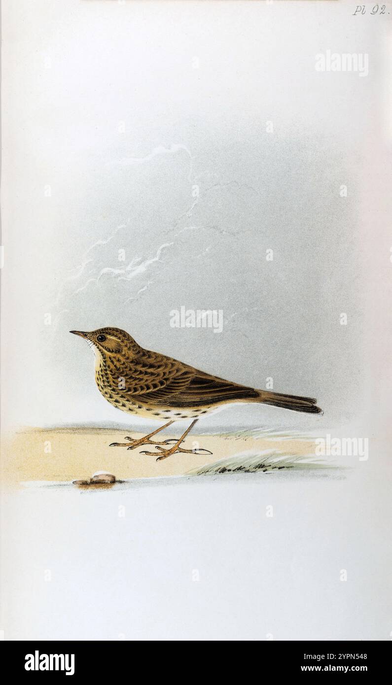 Meadow Pipit, Plate 92. British Birds. Henry Leonard Meyer. Vol 3. 1846 ...