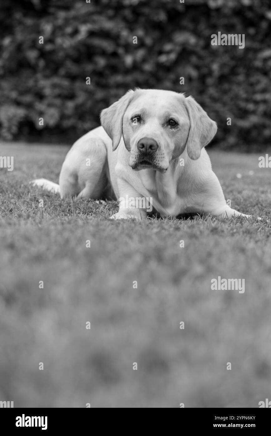 Labrador lawn Black and White Stock Photos & Images - Alamy