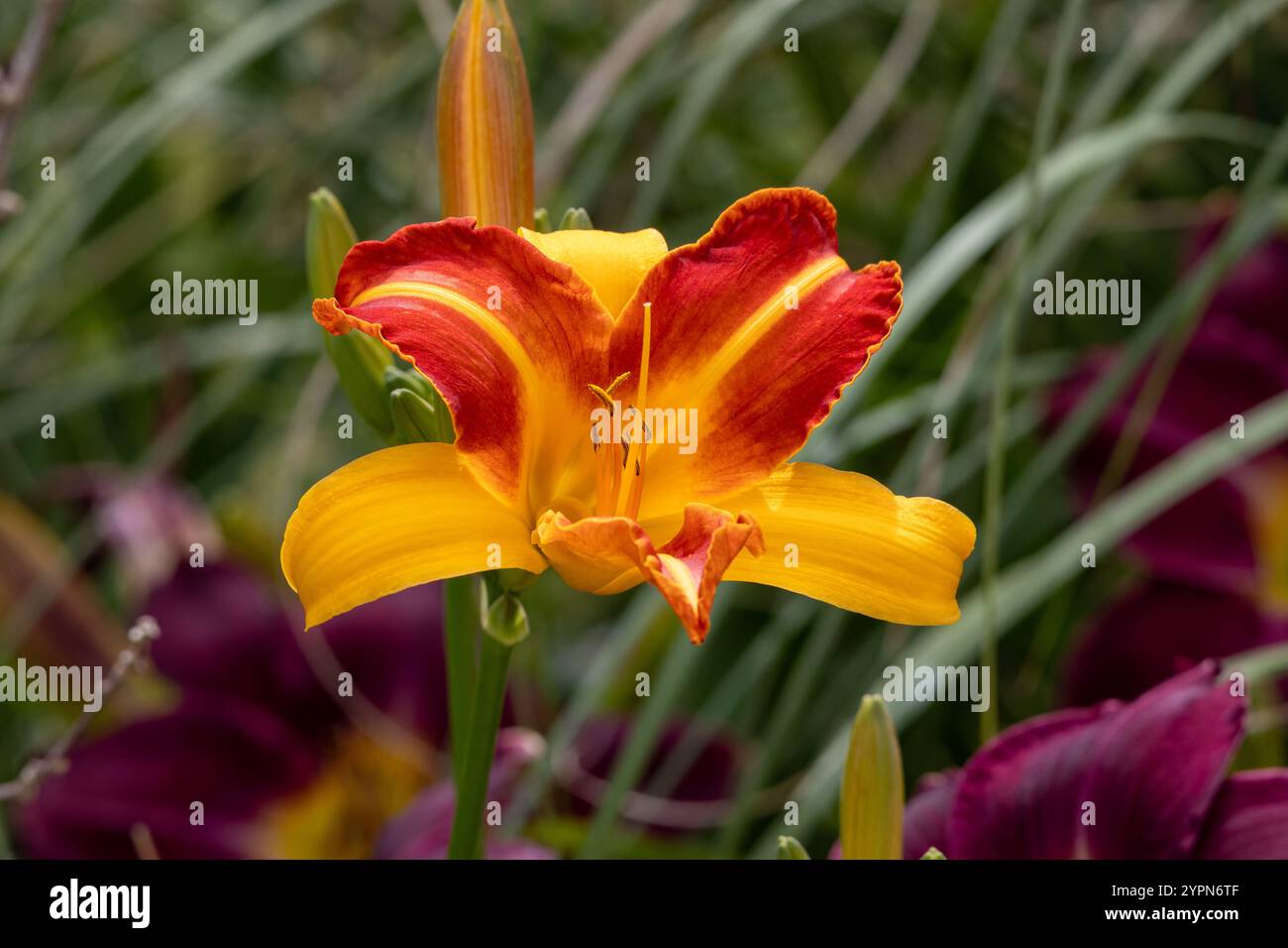 Closeup stamen on daylily hi-res stock photography and images - Alamy