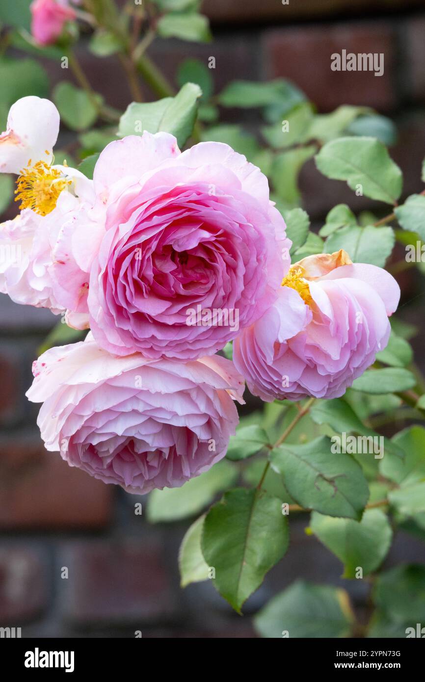 Favor flower hi-res stock photography and images - Alamy