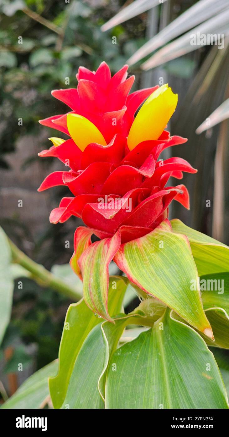 Red and yellow flower of ginger (Siam Tulip), Thailand Stock Photo - Alamy
