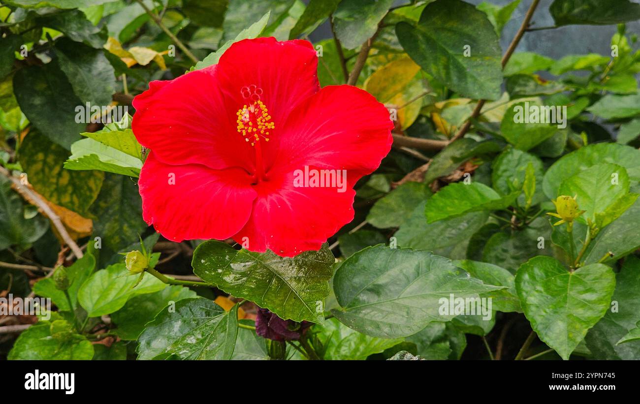 Chinese hibiscus leaf hi-res stock photography and images - Alamy
