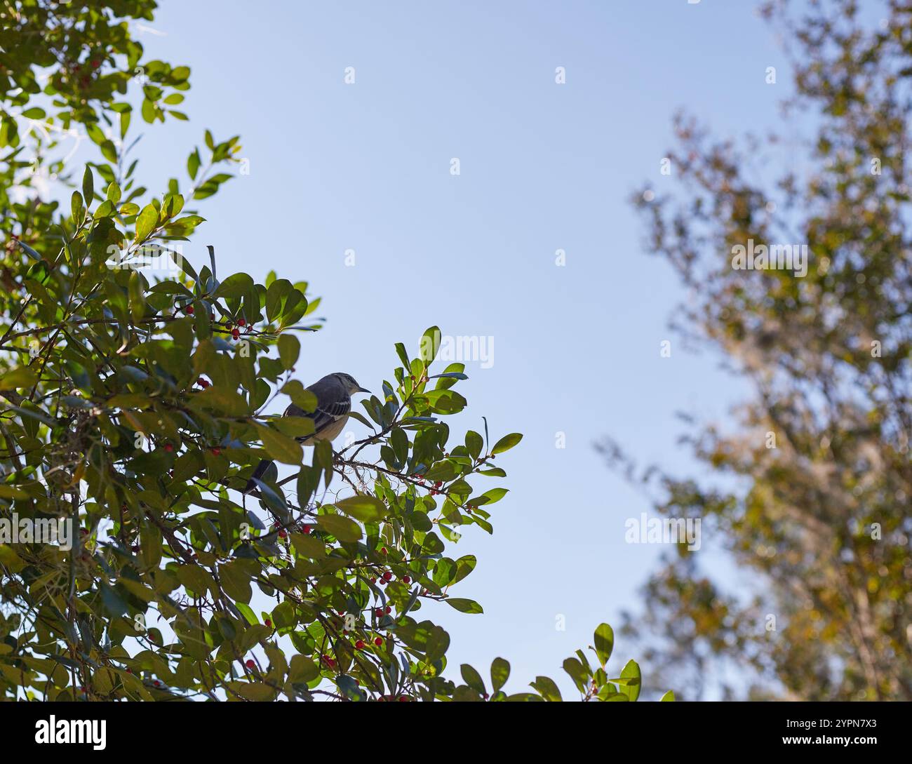 Mockingbird's are the official selected state bird of Texas, Tennessee ...