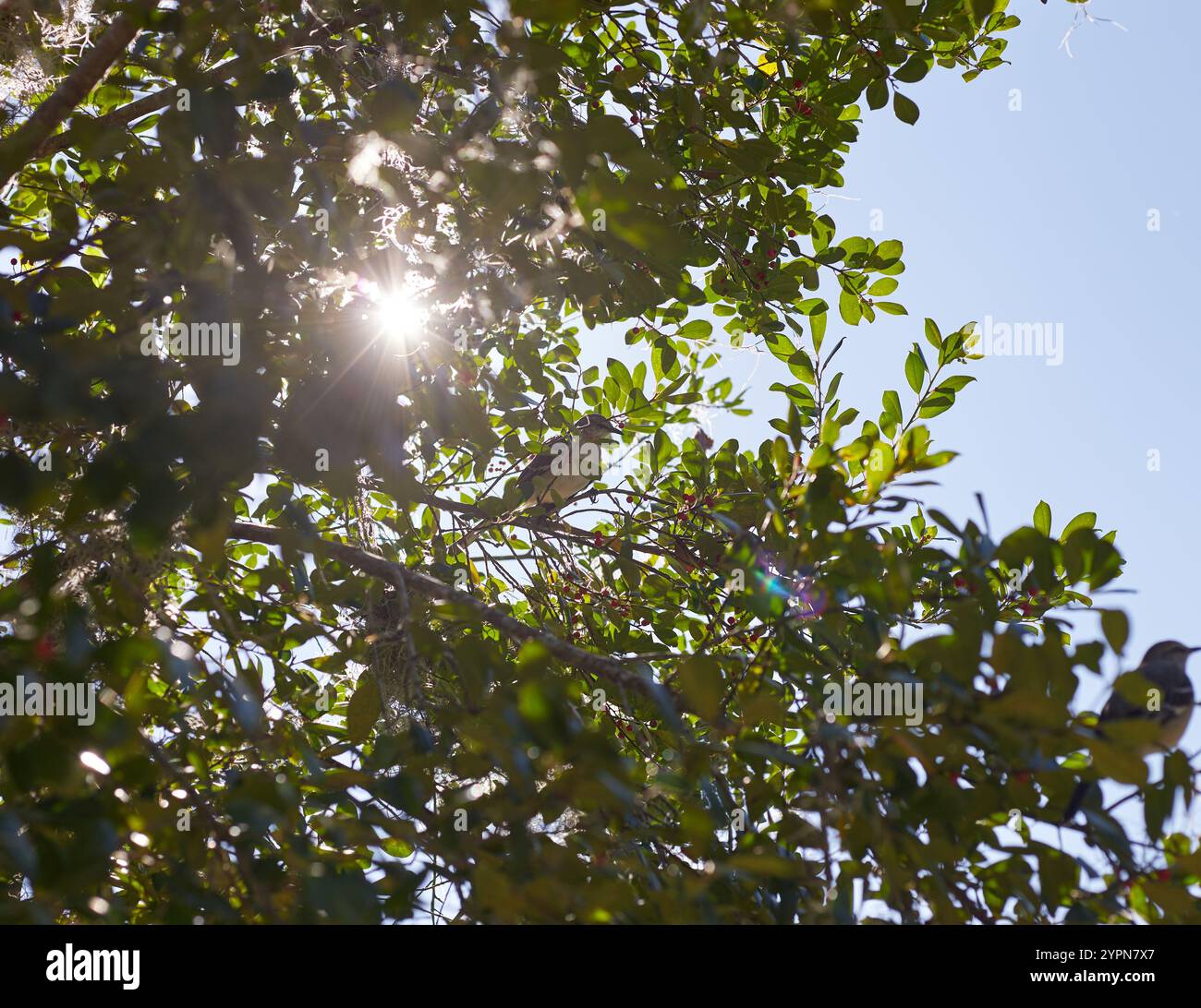 Mockingbird's are the official selected state bird of Texas, Tennessee ...
