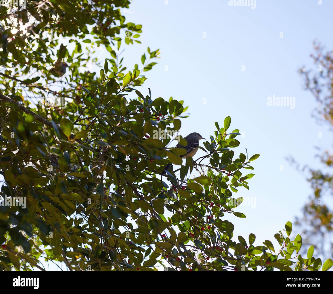 Mockingbird's are the official selected state bird of Texas, Tennessee ...