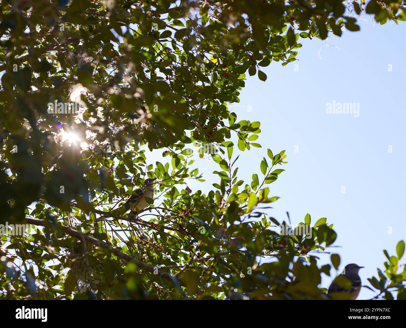 Mockingbird's are the official selected state bird of Texas, Tennessee ...