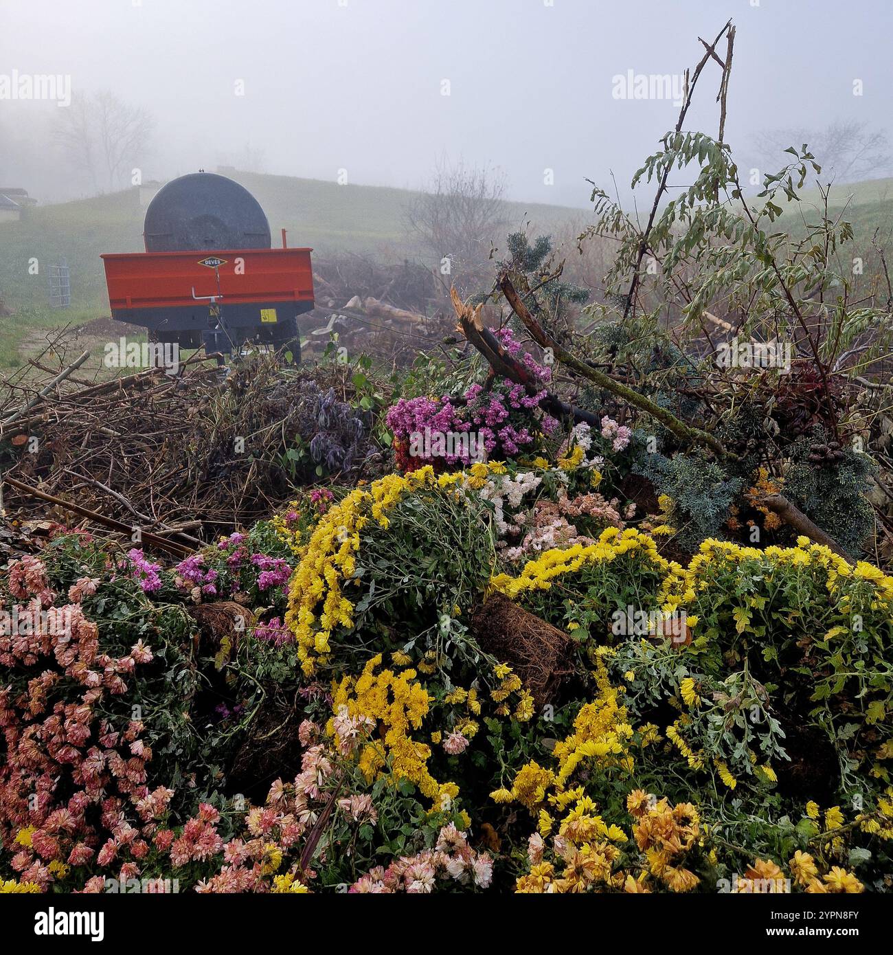 Dead chrysanthemums, Bron, France Stock Photo - Alamy