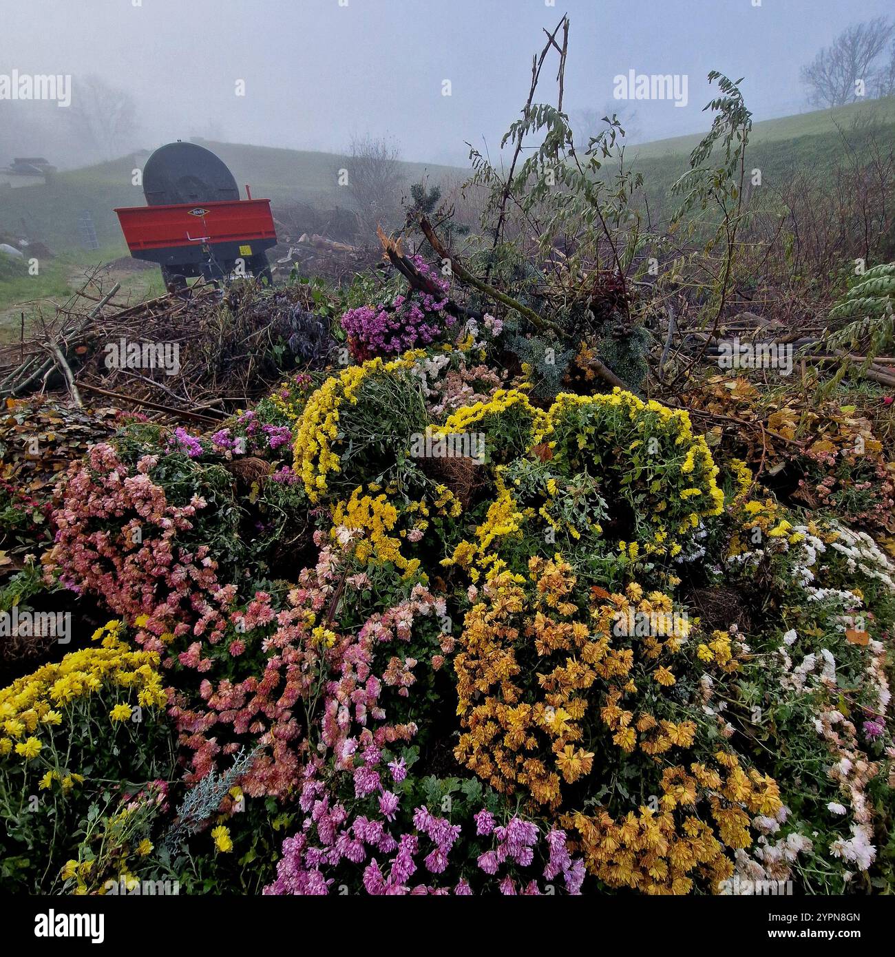 Dead chrysanthemums, Bron, France Stock Photo - Alamy