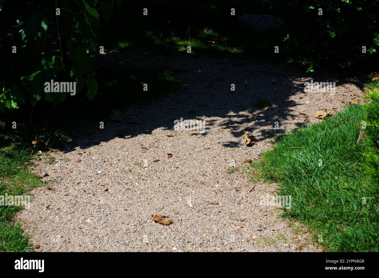 European land turtle hiding in the shadow within the bushes Stock Photo ...