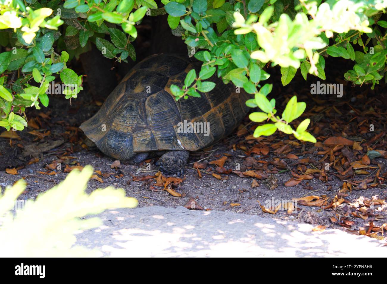 European land turtle hiding in the shadow within the bushes Stock Photo ...