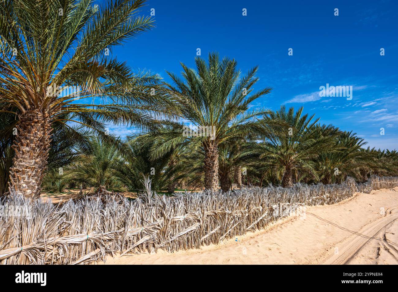 Date Palm Oasis near the city of Douz, Tunisia Stock Photo - Alamy