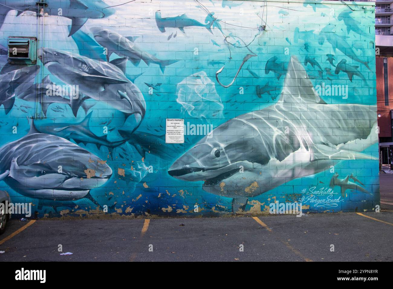 Sharks swimming mural on Adelaide Street West in downtown Toronto ...