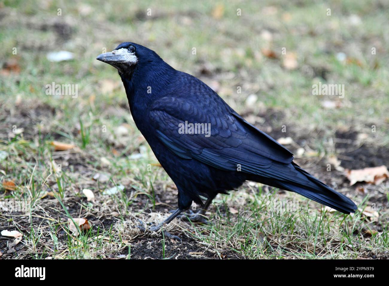 Showcasing intricate wing patterns hi-res stock photography and images ...