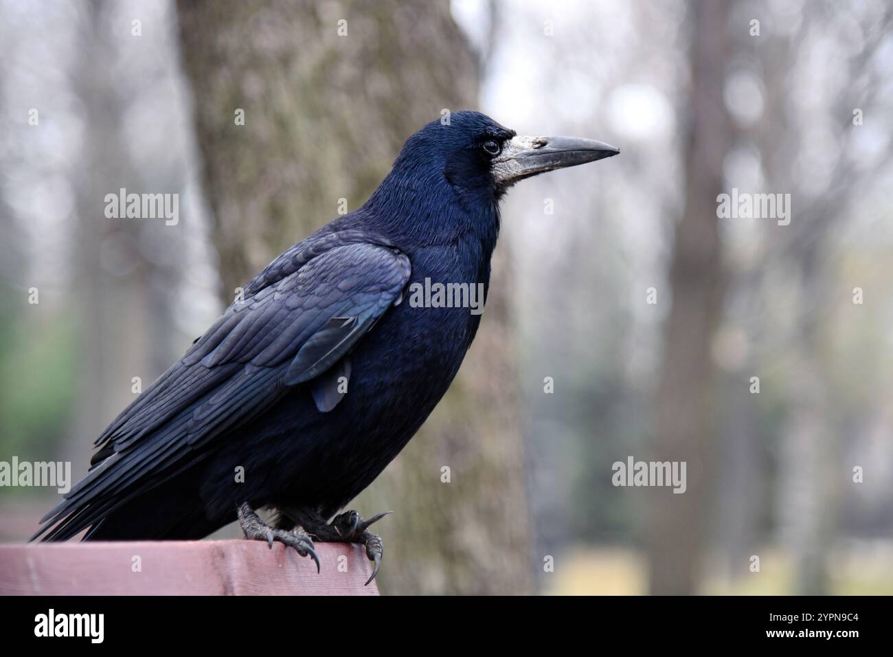 Showcasing intricate feather patterns hi-res stock photography and ...