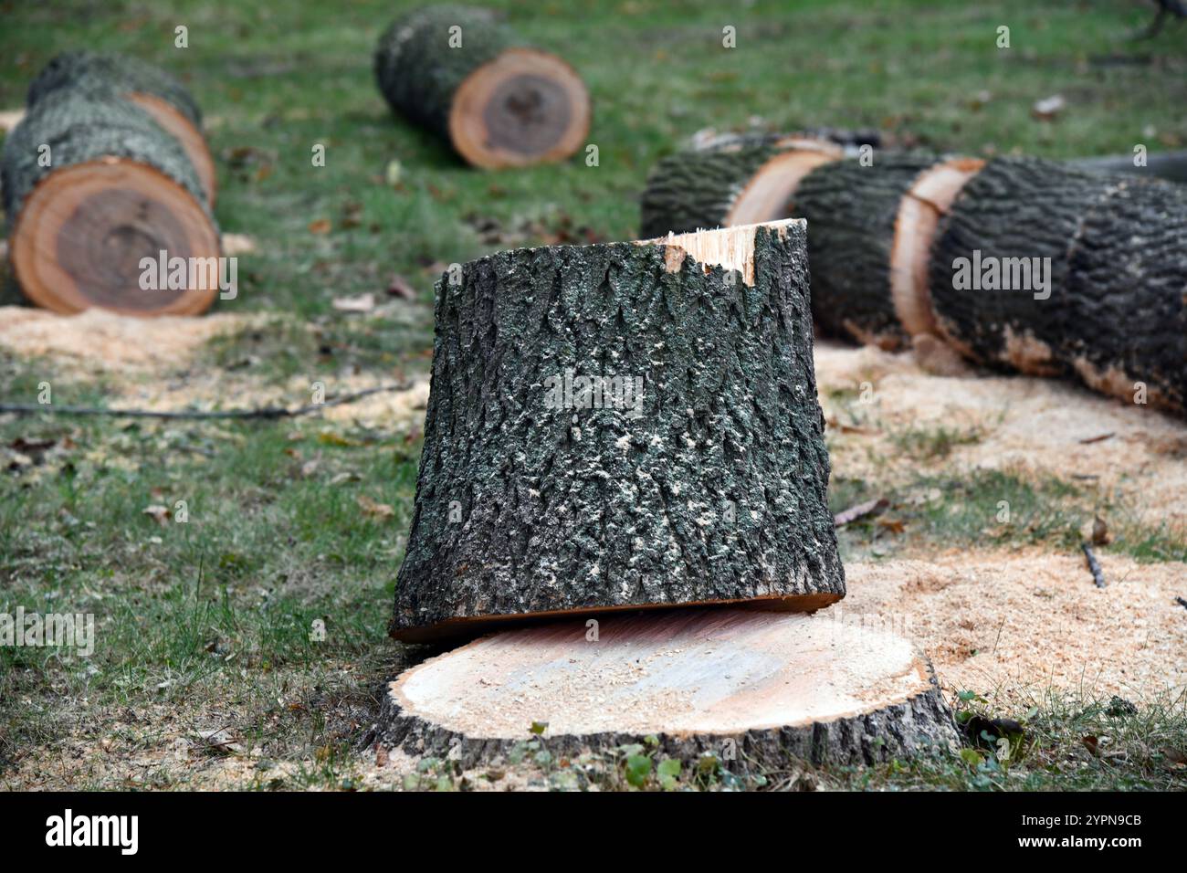 Deforestation and forest clearance. Illegal logging. Forest destruction ...