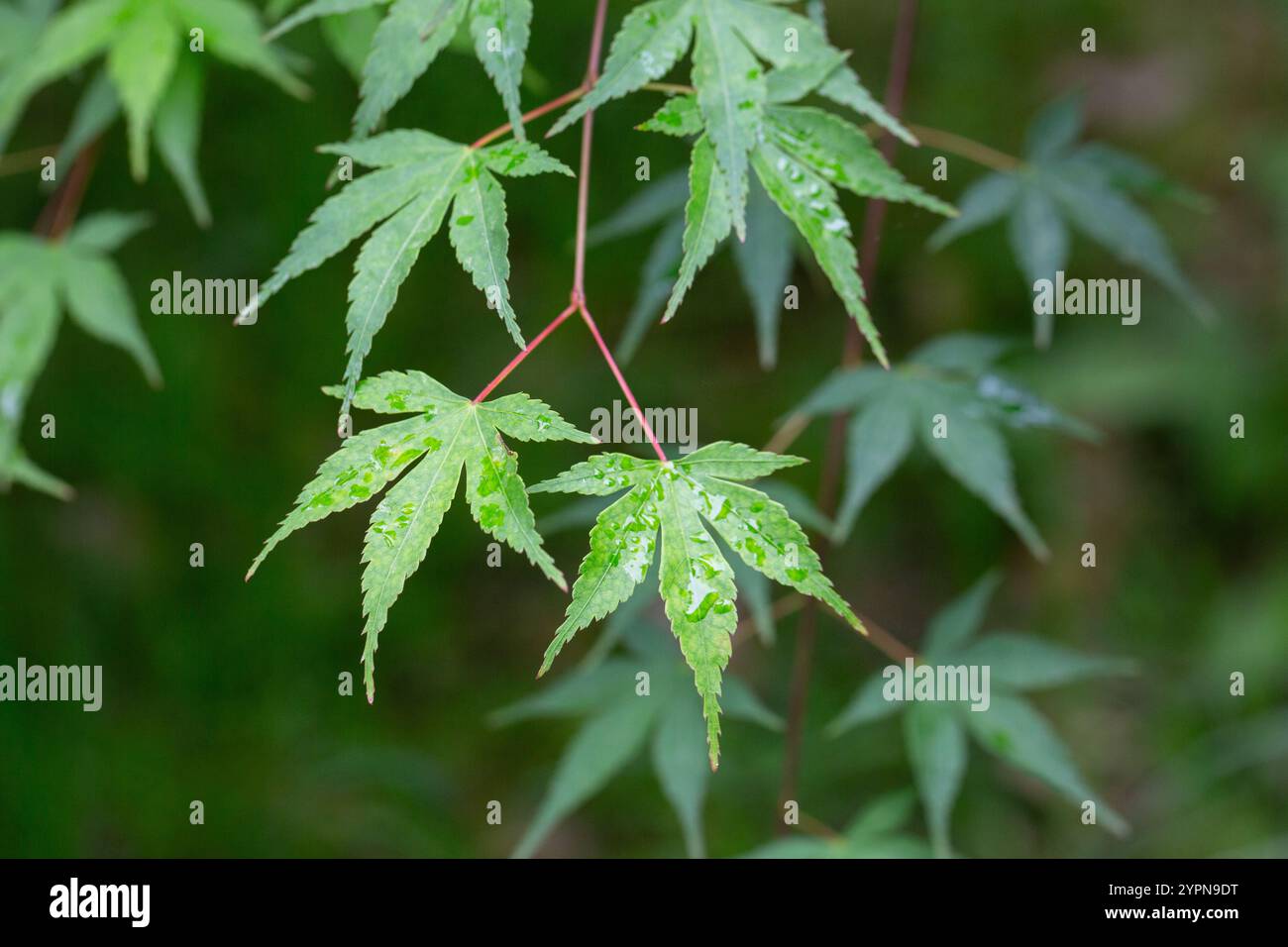 Seiryu Japanese Maple close up - Latin name - Acer palmatum Seiryu ...