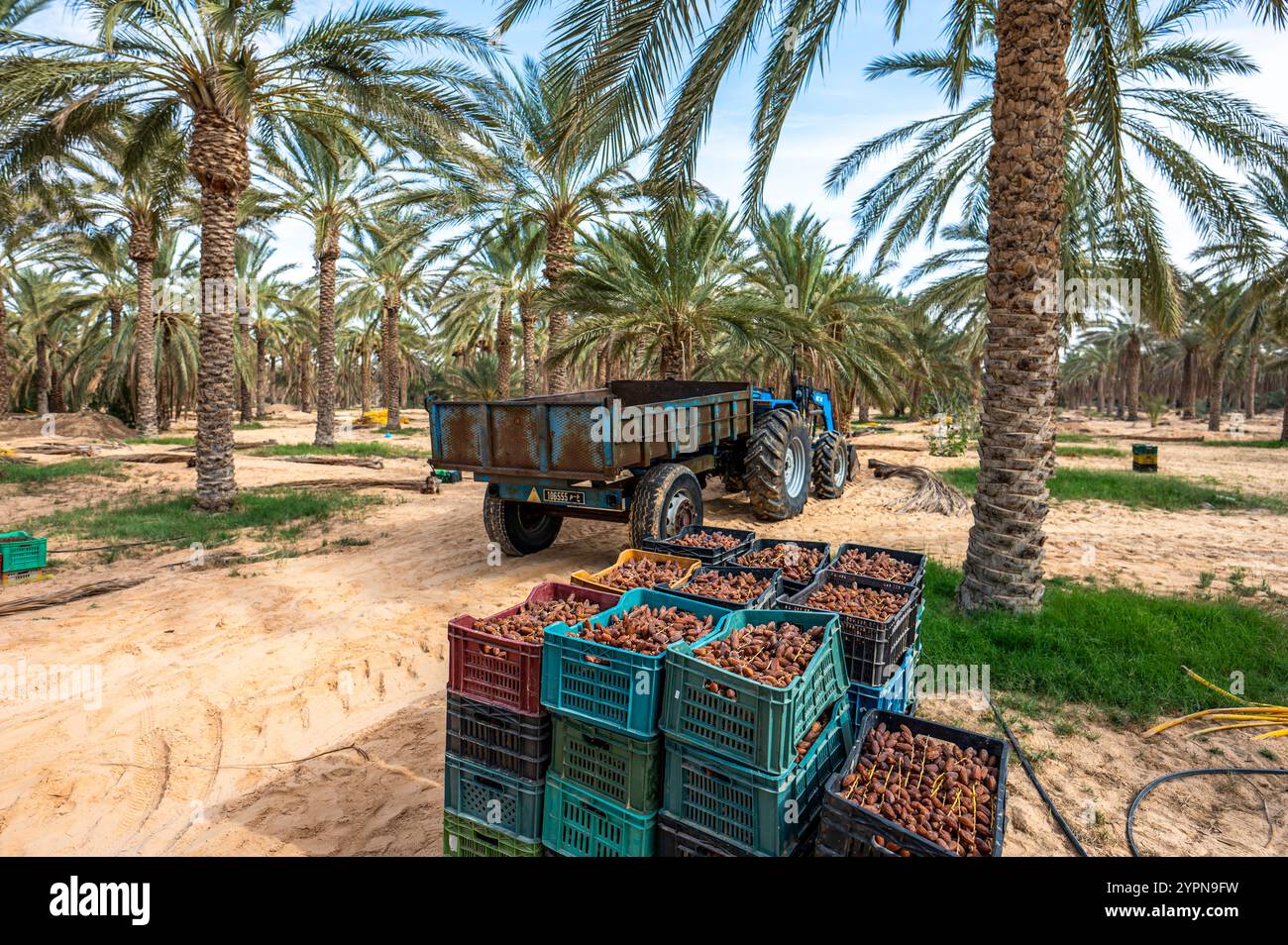 Date Palm Oasis near the city of Douz, Tunisia Stock Photo - Alamy