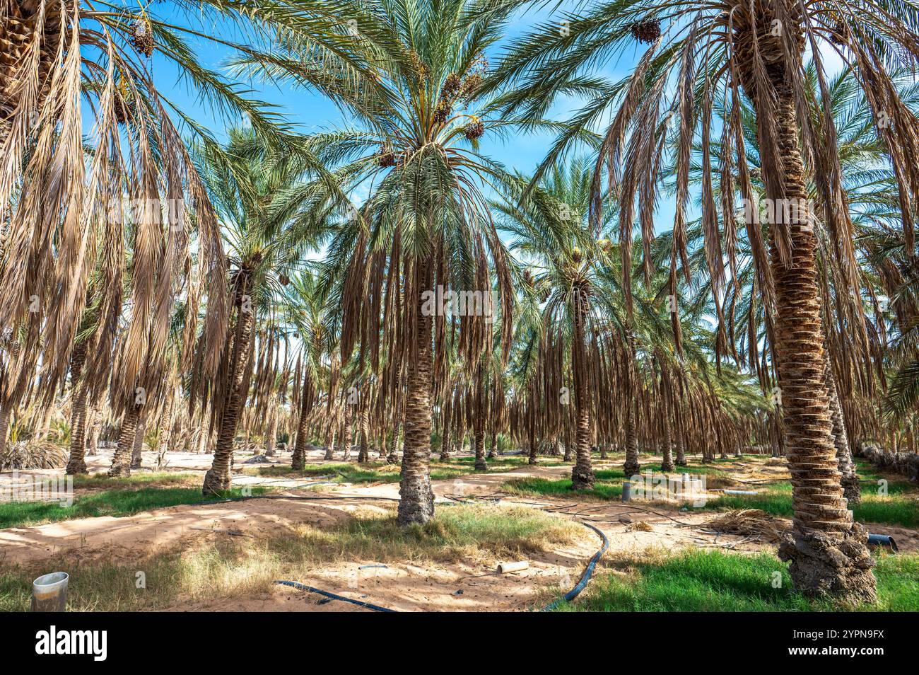 Date Palm Oasis near the city of Douz, Tunisia Stock Photo - Alamy