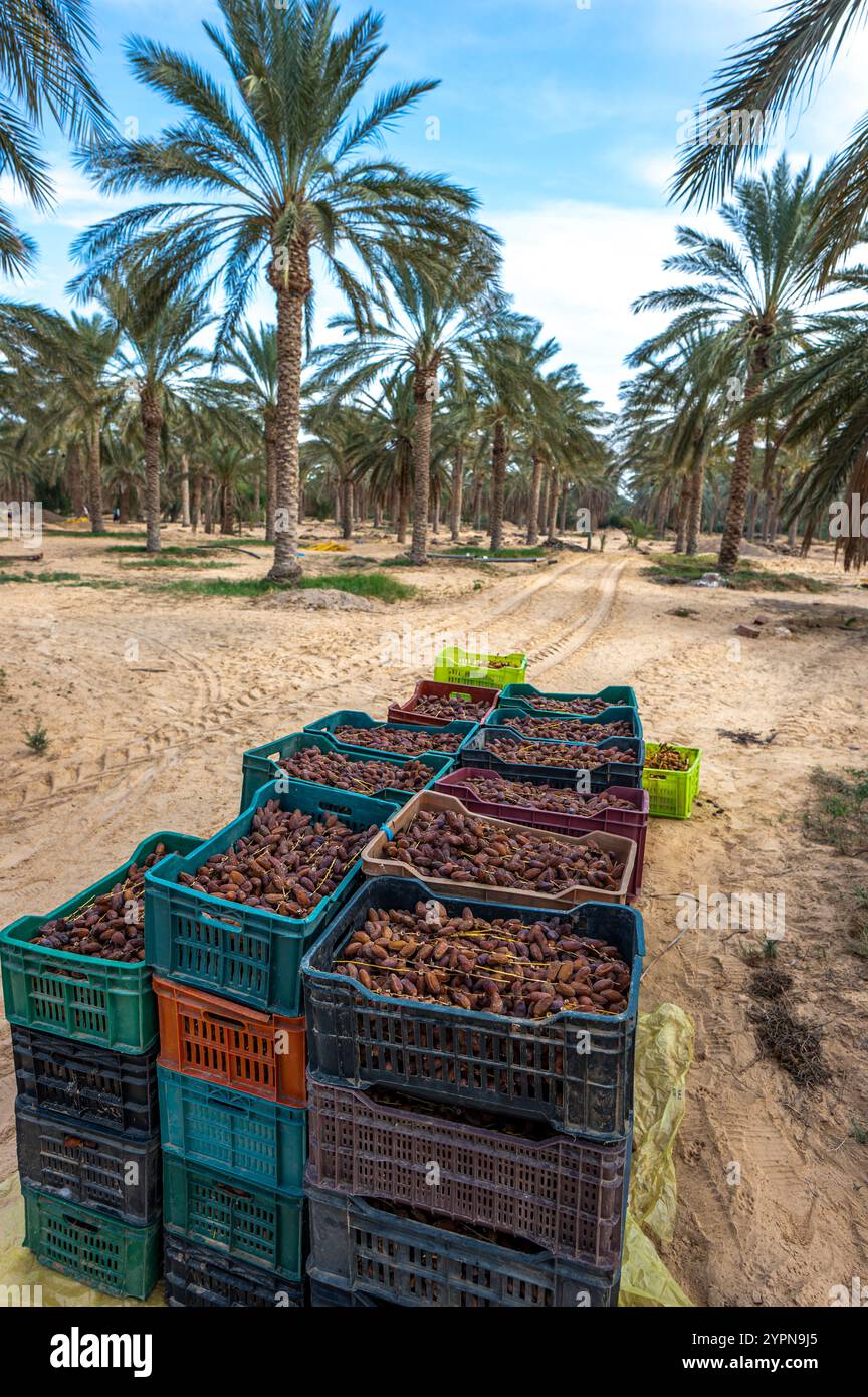Date Palm Oasis near the city of Douz, Tunisia Stock Photo - Alamy