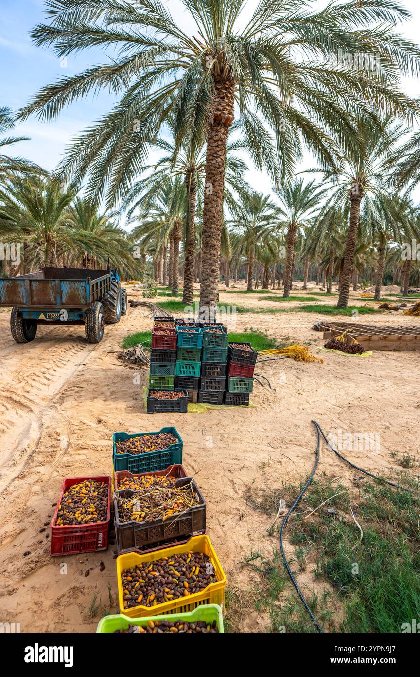 Date Palm Oasis near the city of Douz, Tunisia Stock Photo - Alamy