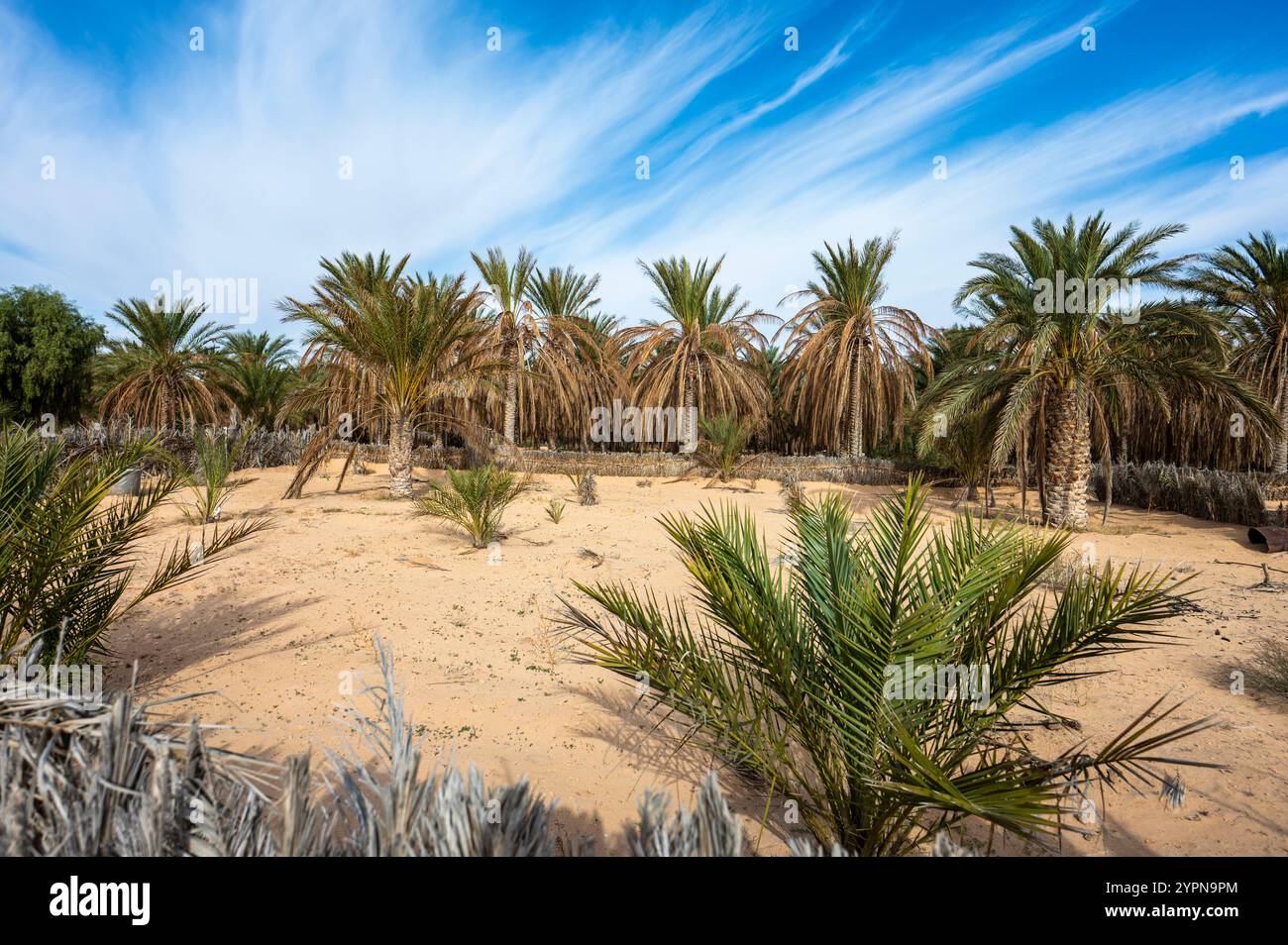 Date Palm Oasis near the city of Douz, Tunisia Stock Photo - Alamy
