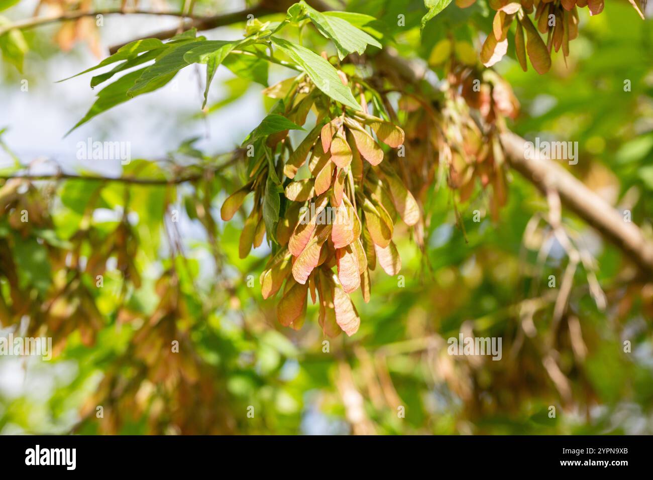 Acer negundo in the fall. Seed pods of box elder (Acer negundo) in the fall. Box Elder (acer ...