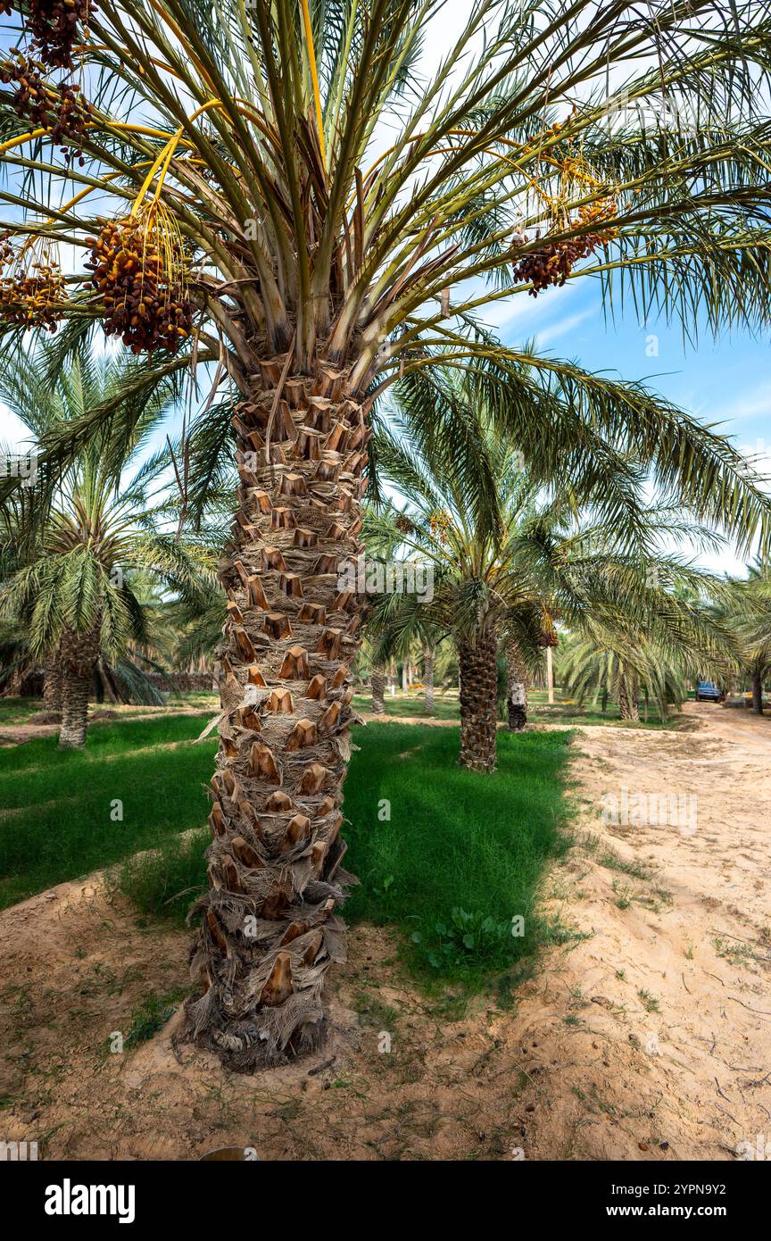 Date Palm Oasis near the city of Douz, Tunisia Stock Photo - Alamy
