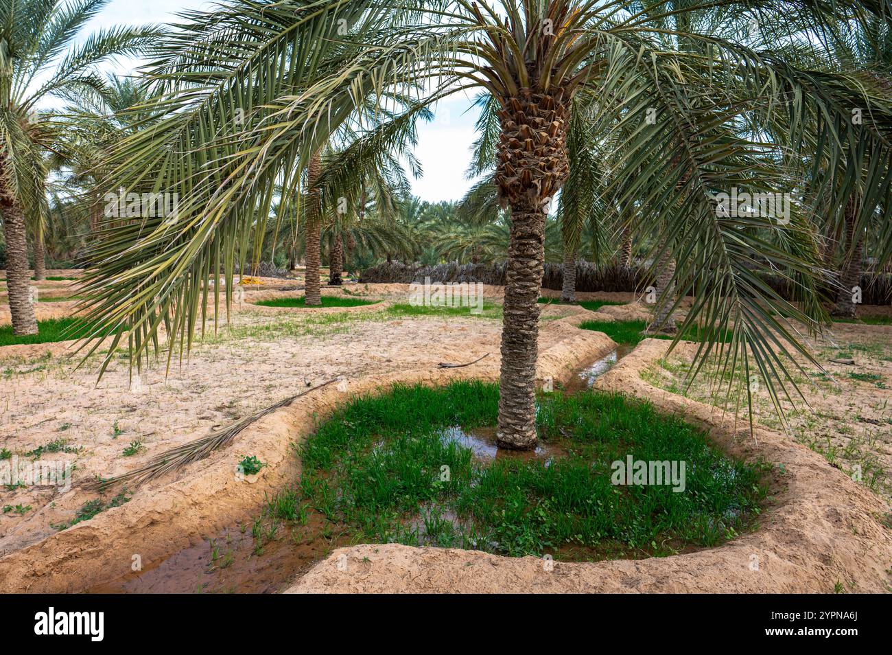 Date Palm Oasis near the city of Douz, Tunisia Stock Photo - Alamy