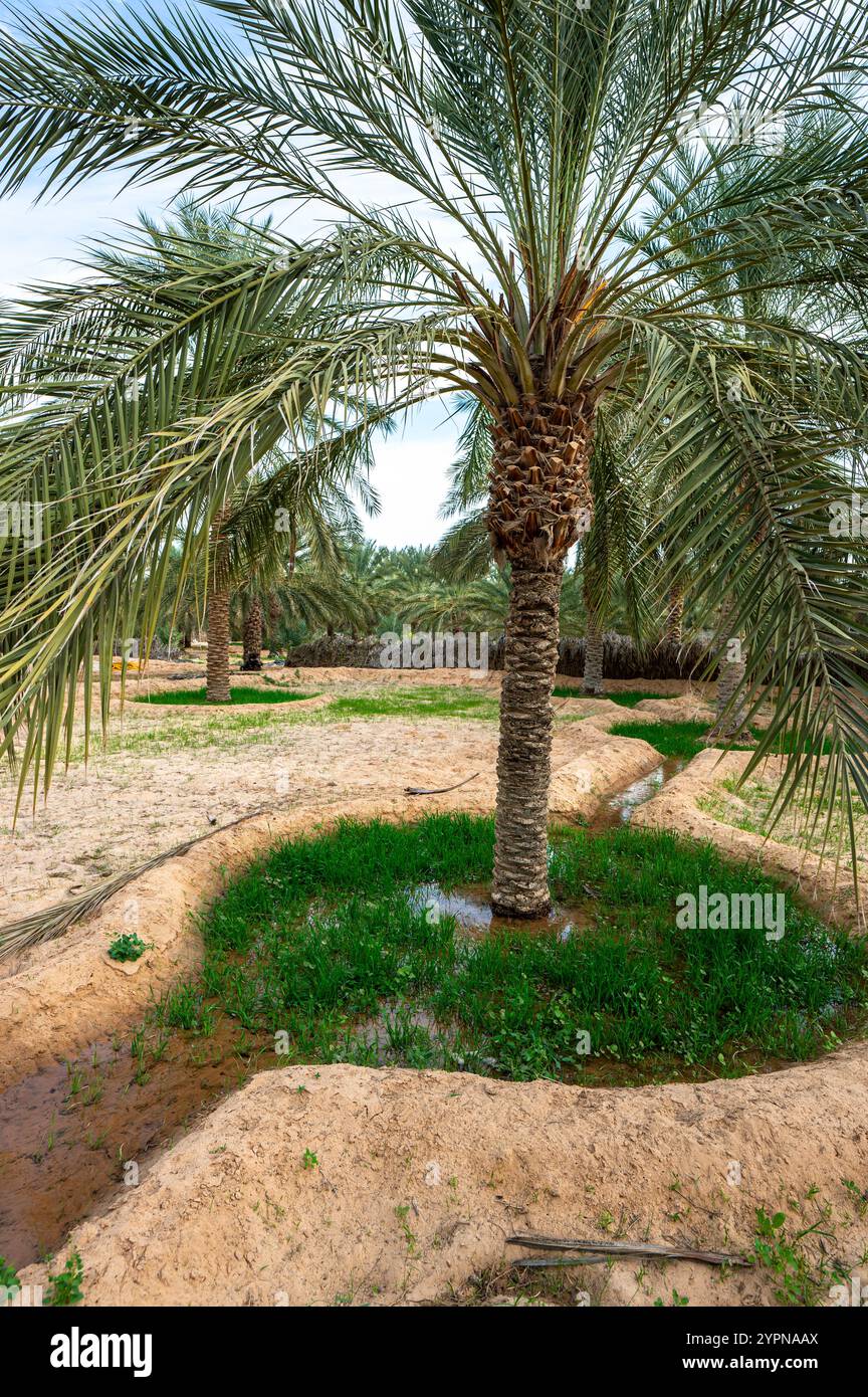 Date Palm Oasis near the city of Douz, Tunisia Stock Photo - Alamy
