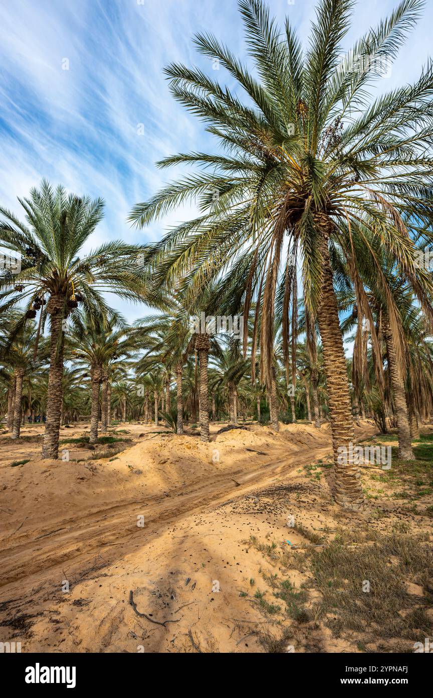 Date Palm Oasis near the city of Douz, Tunisia Stock Photo - Alamy